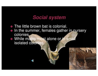 Little Brown Bats by Clement | PPT