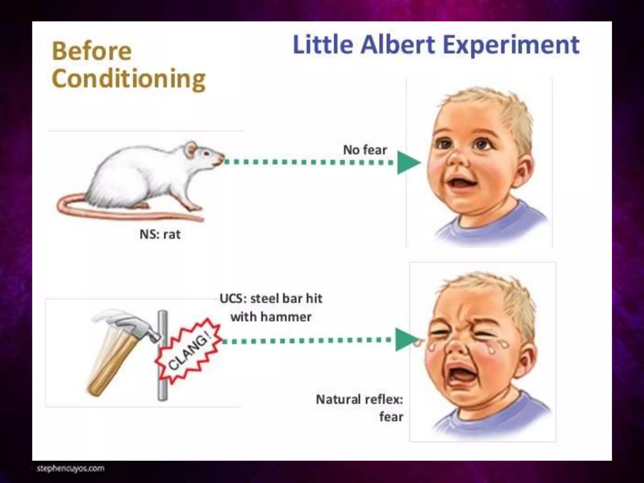 Little Albert Experiment | PPTX