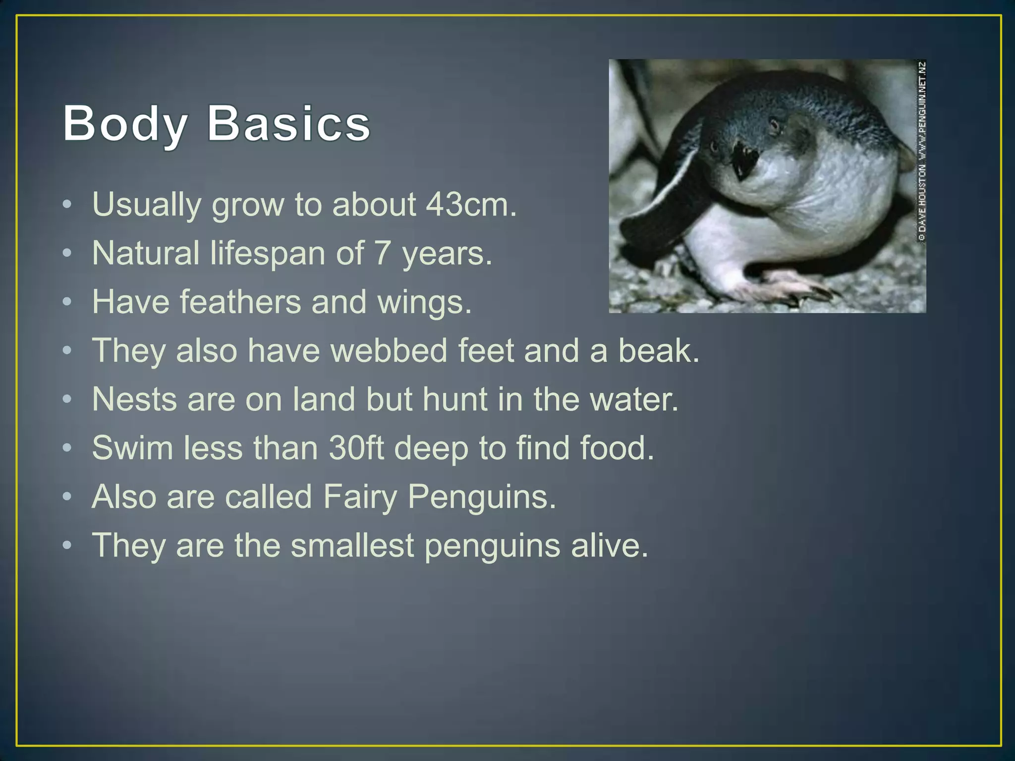 Little blue penguins | PPT