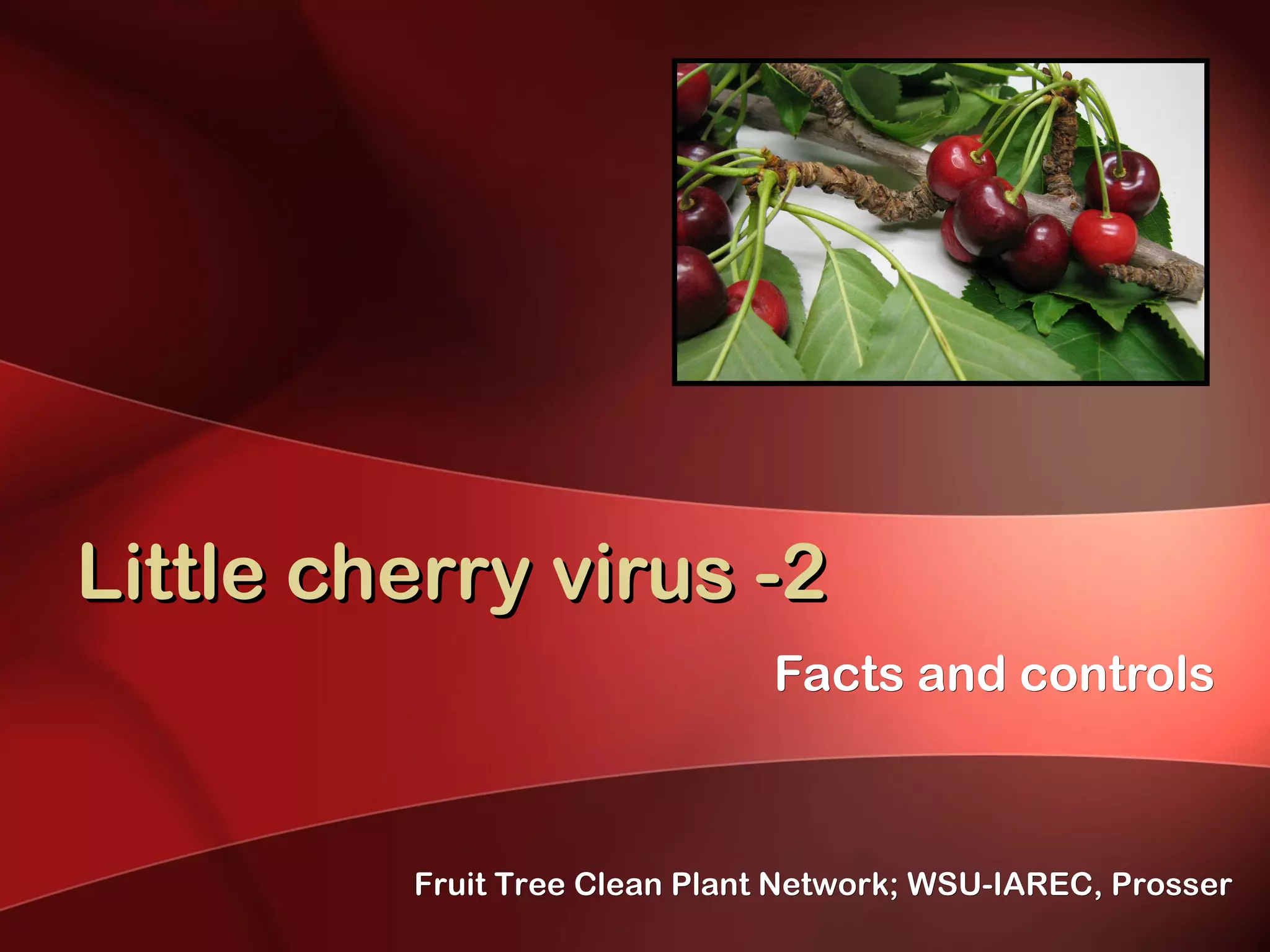 Little cherry virus 2 comp 1 | PPT | Gardening | Home & Garden
