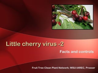Little cherry virus 2 comp 1 | PPT