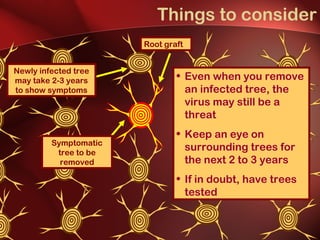 Little cherry virus 2 comp 1 | PPT