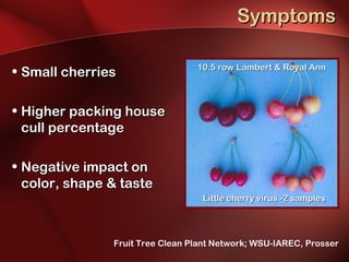 Little cherry virus 2 comp 1 | PPT