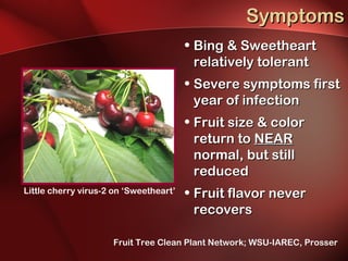 Little cherry virus 2 comp 1 | PPT