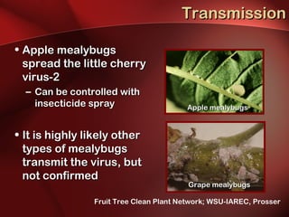 Little cherry virus 2 comp 1 | PPT