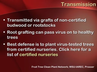 Little cherry virus 2 comp 1 | PPT