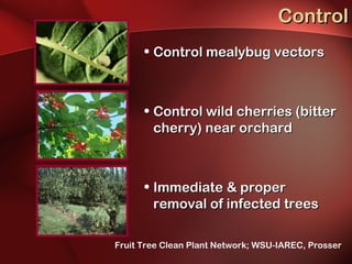 Little cherry virus 2 comp 1 | PPT
