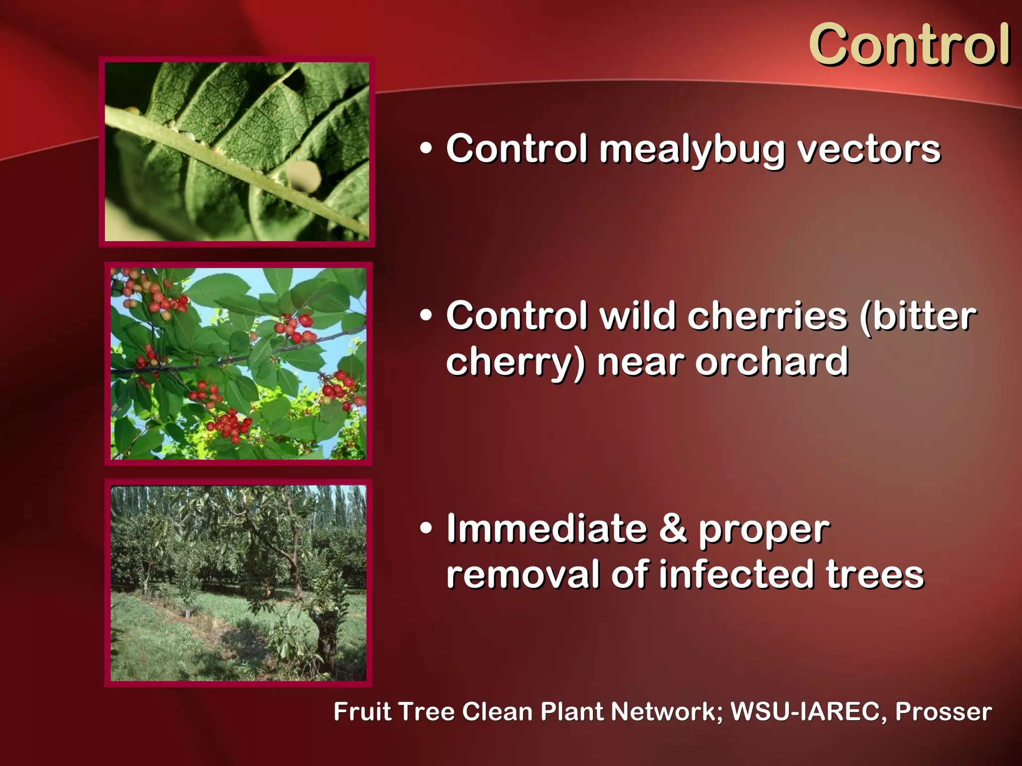 Little cherry virus 2 | PPS