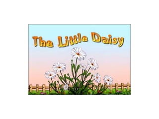Little daisy | PPT