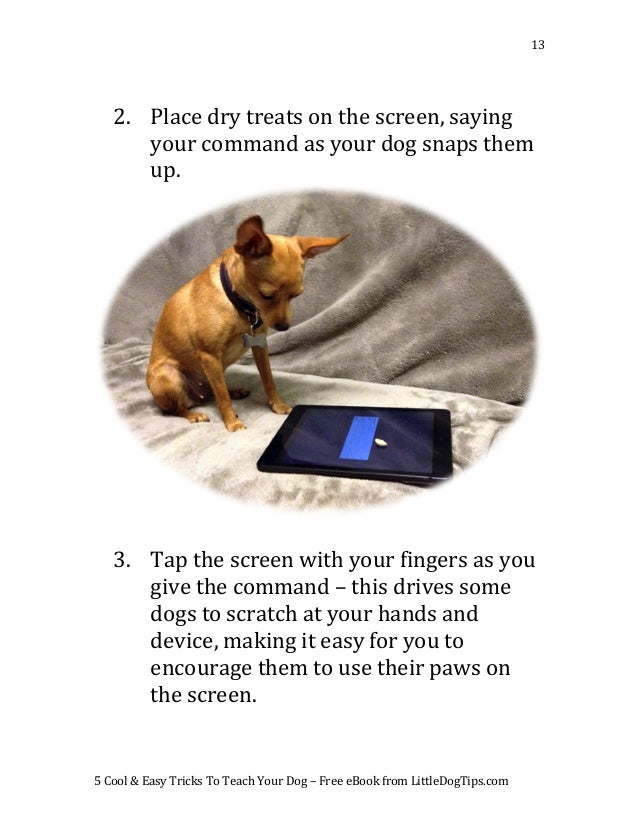 5 Cool Easy Tricks To Teach Your Dog 5-cool-easy-tricks-to-teach-your-dog