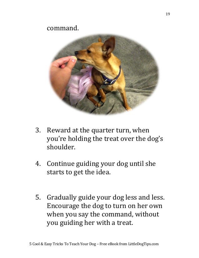 5 Cool Easy Tricks To Teach Your Dog 5-cool-easy-tricks-to-teach-your-dog