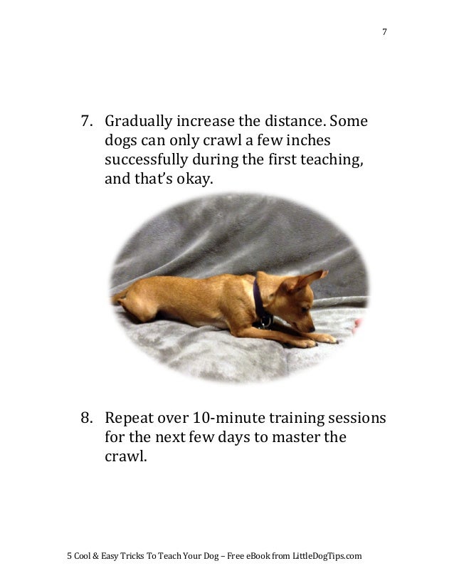 5 Cool Easy Tricks To Teach Your Dog 5-cool-easy-tricks-to-teach-your-dog