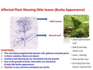 Little leaf of brinjal | PPT