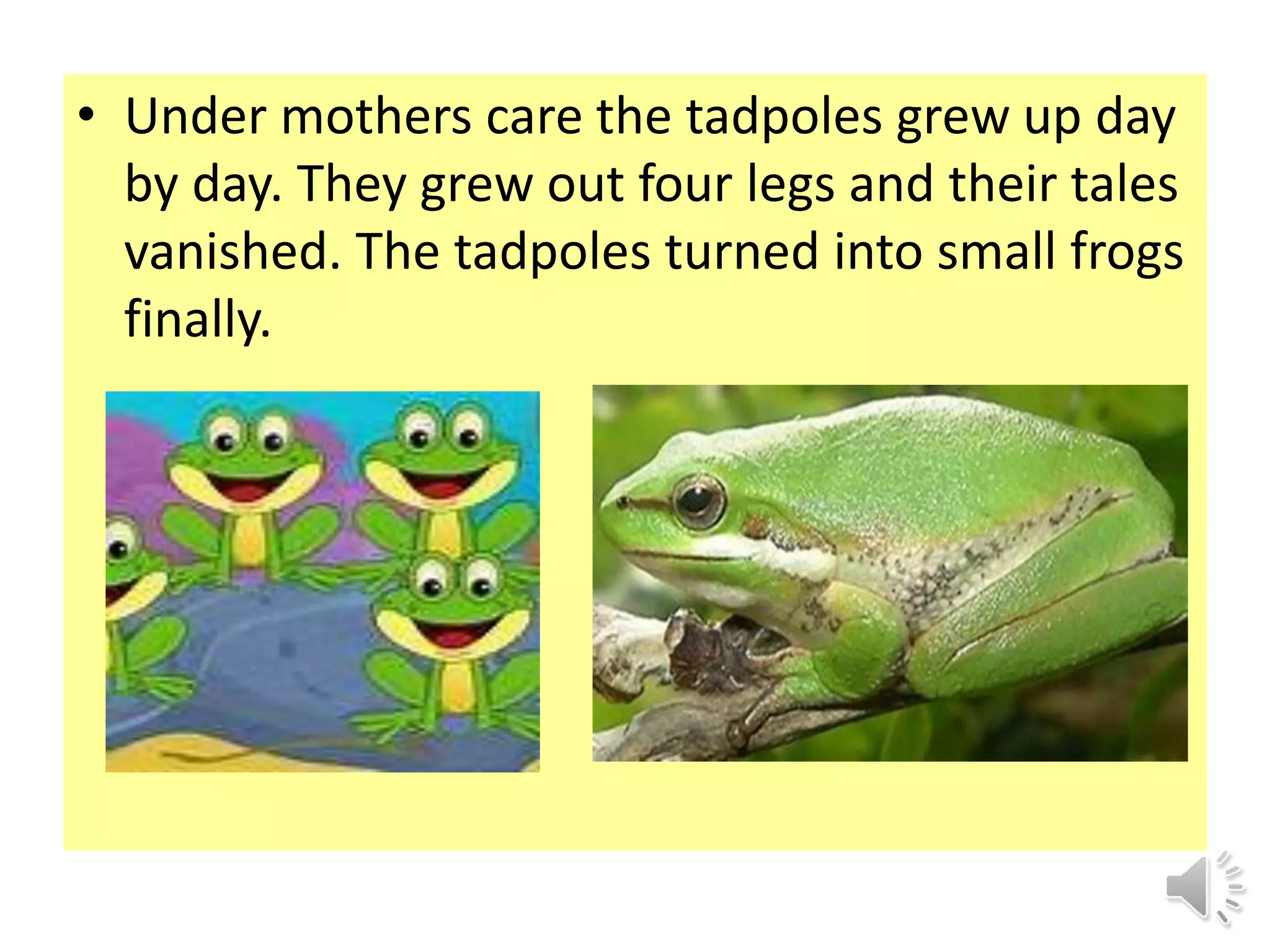 Little tadpole looking for mummy | PPTX