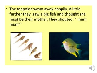 Little tadpole looking for mummy | PPTX