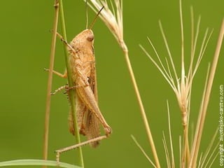 Livada kao staniste | PPT