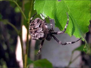 Livada kao staniste | PPT