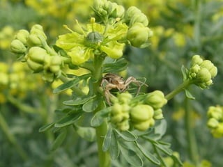 Livada kao staniste | PPT