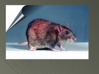 Livada kao staniste | PPT