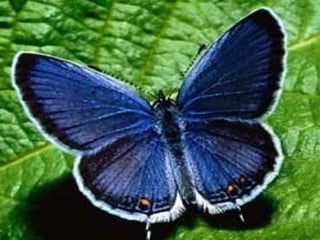 Livada kao staniste | PPT