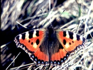 Livada kao staniste | PPT