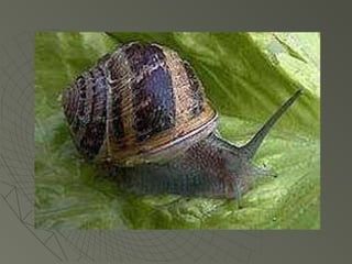 Livada kao staniste | PPT