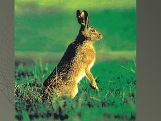 Livada kao staniste | PPT