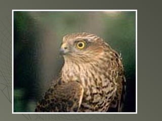 Livada kao staniste | PPT