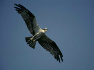 Livada kao staniste | PPT