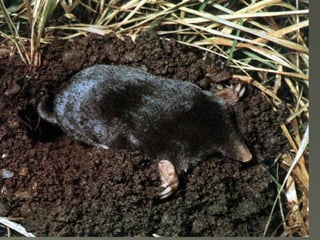 Livada kao staniste | PPT