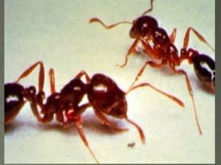 Livada kao staniste | PPT