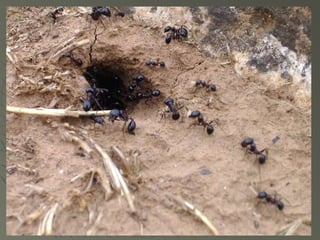 Livada kao staniste | PPT