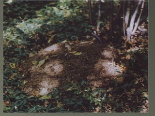 Livada kao staniste | PPT