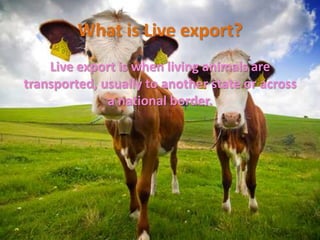 Live animal export | PPT