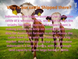 Live animal export | PPTX
