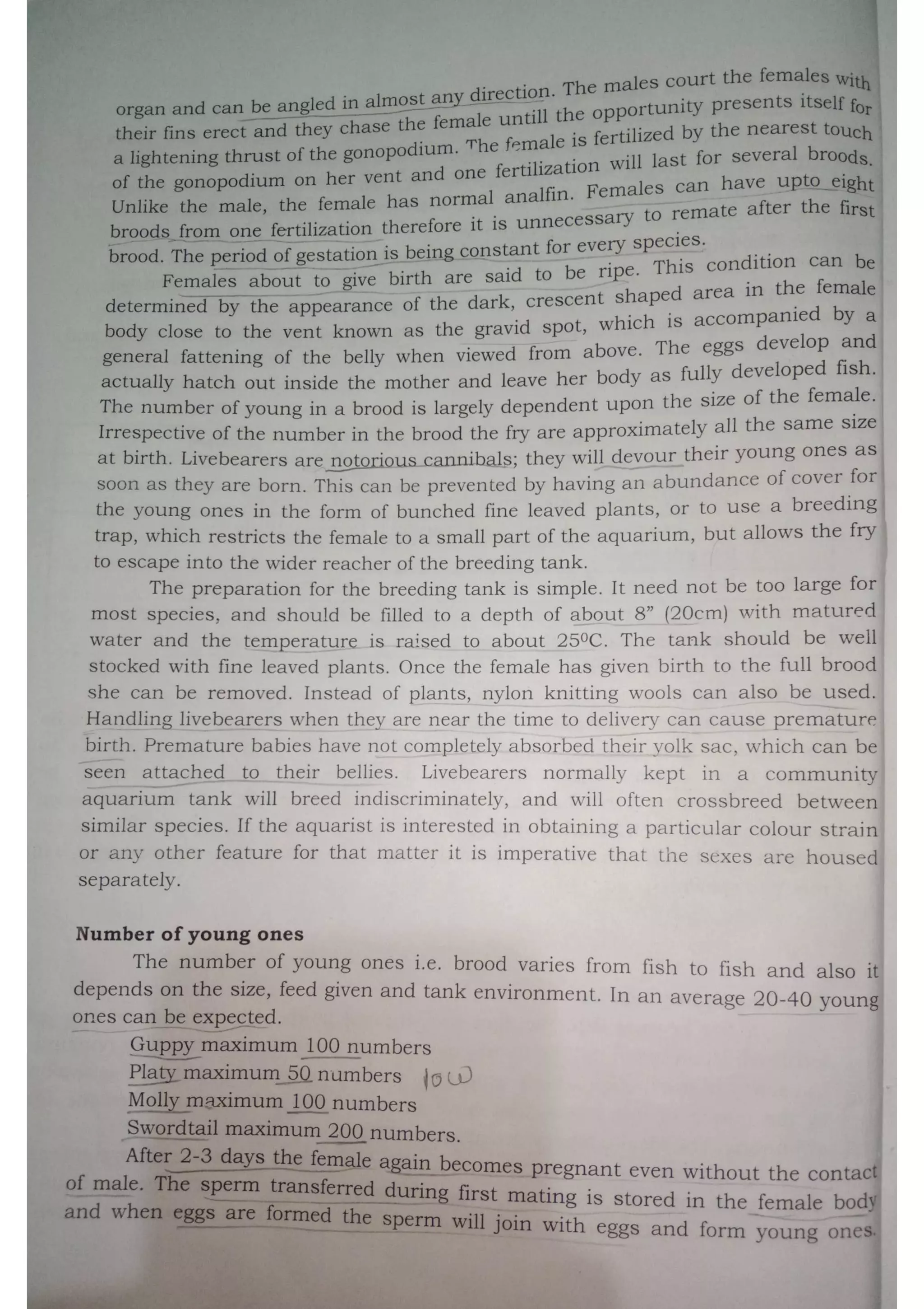 LIVE BEARING FISH BREEDING | PDF