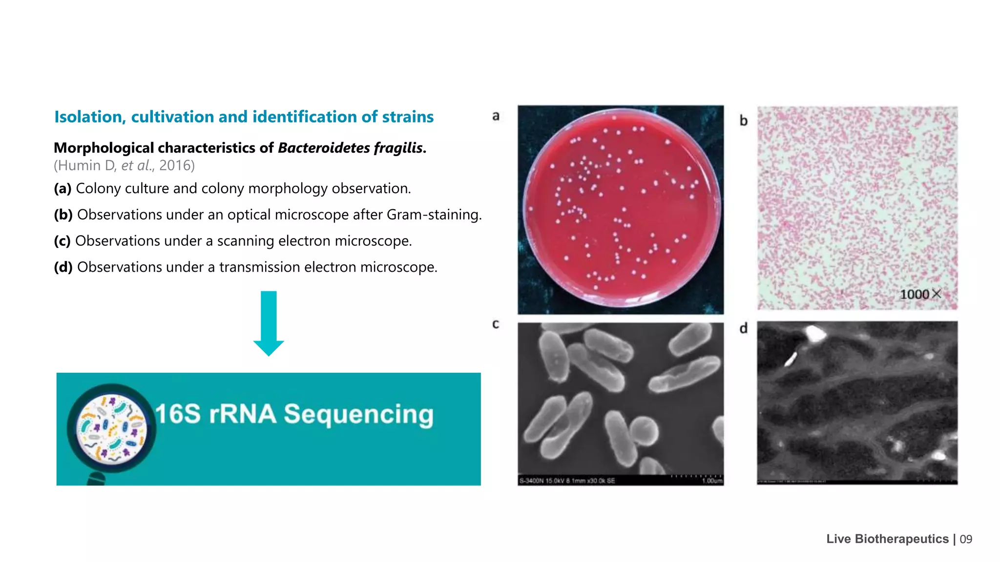 Livebiotherapeutics creativebiolabs-ppt | PDF