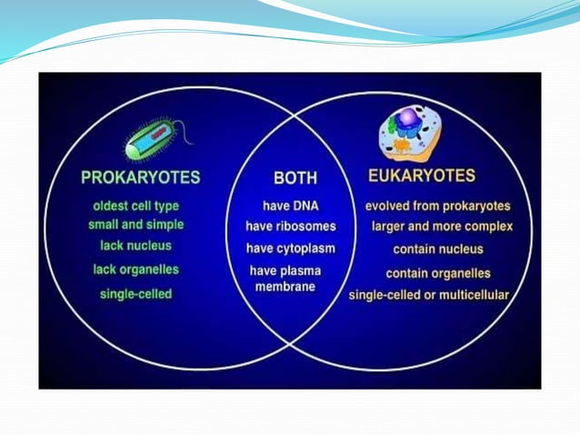 Prokaryotes and Eukaryotes Mcq Questions & Discussion | PPTX ...