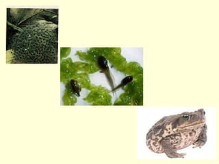 Live cycle powerpoint | PPT