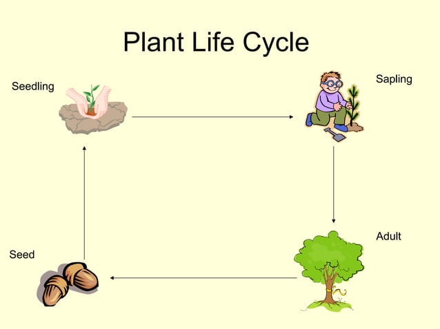 Live cycle powerpoint | PPT | Reptiles | Pets