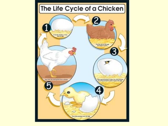 Live cycle powerpoint | PPT | Reptiles | Pets