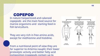 Live feed in aquaculture.pptx............ | PPTX