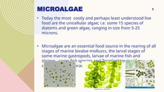 Live feed in aquaculture.pptx............ | PPTX