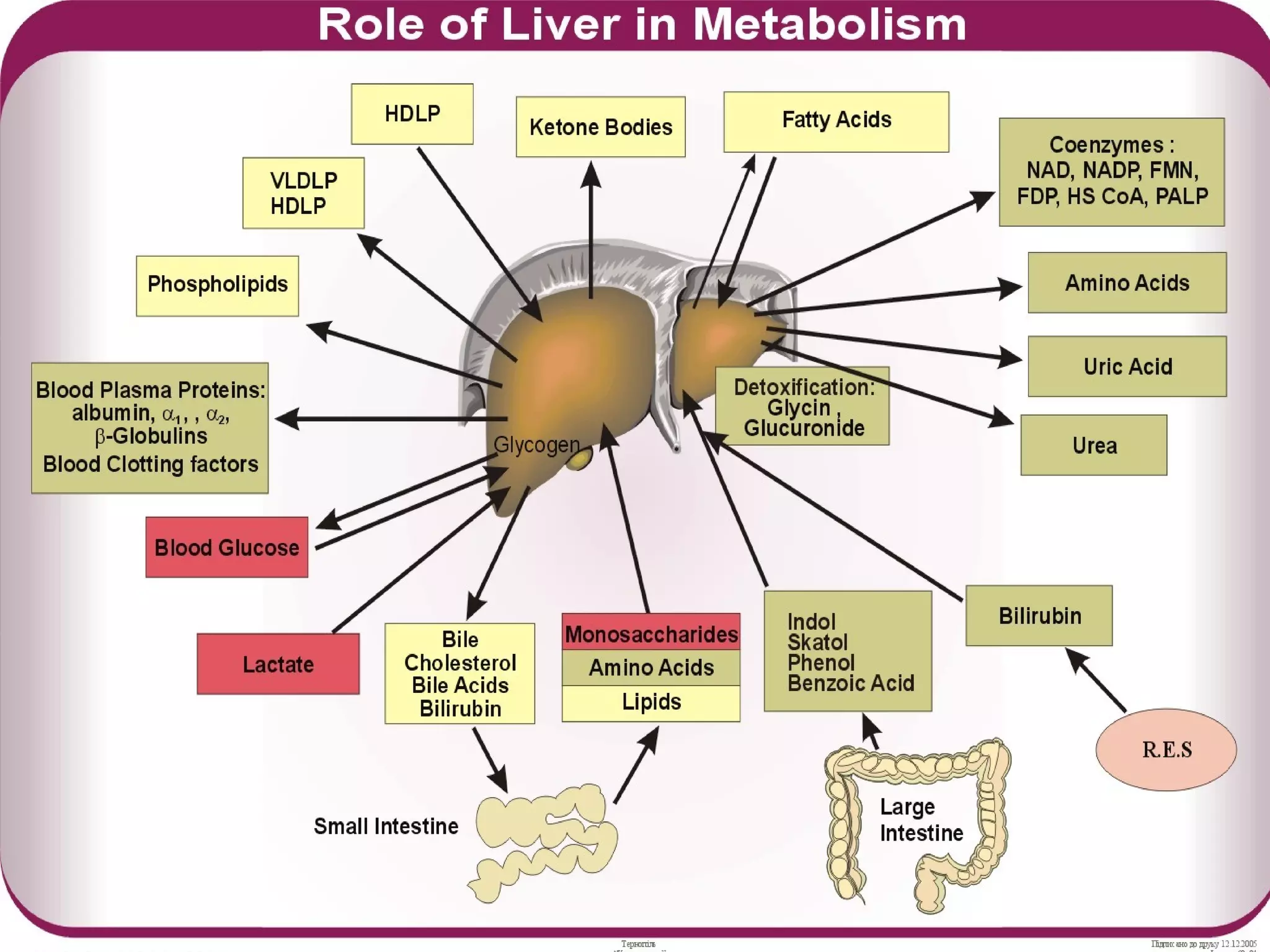 Pathophysiology of liver | PPT