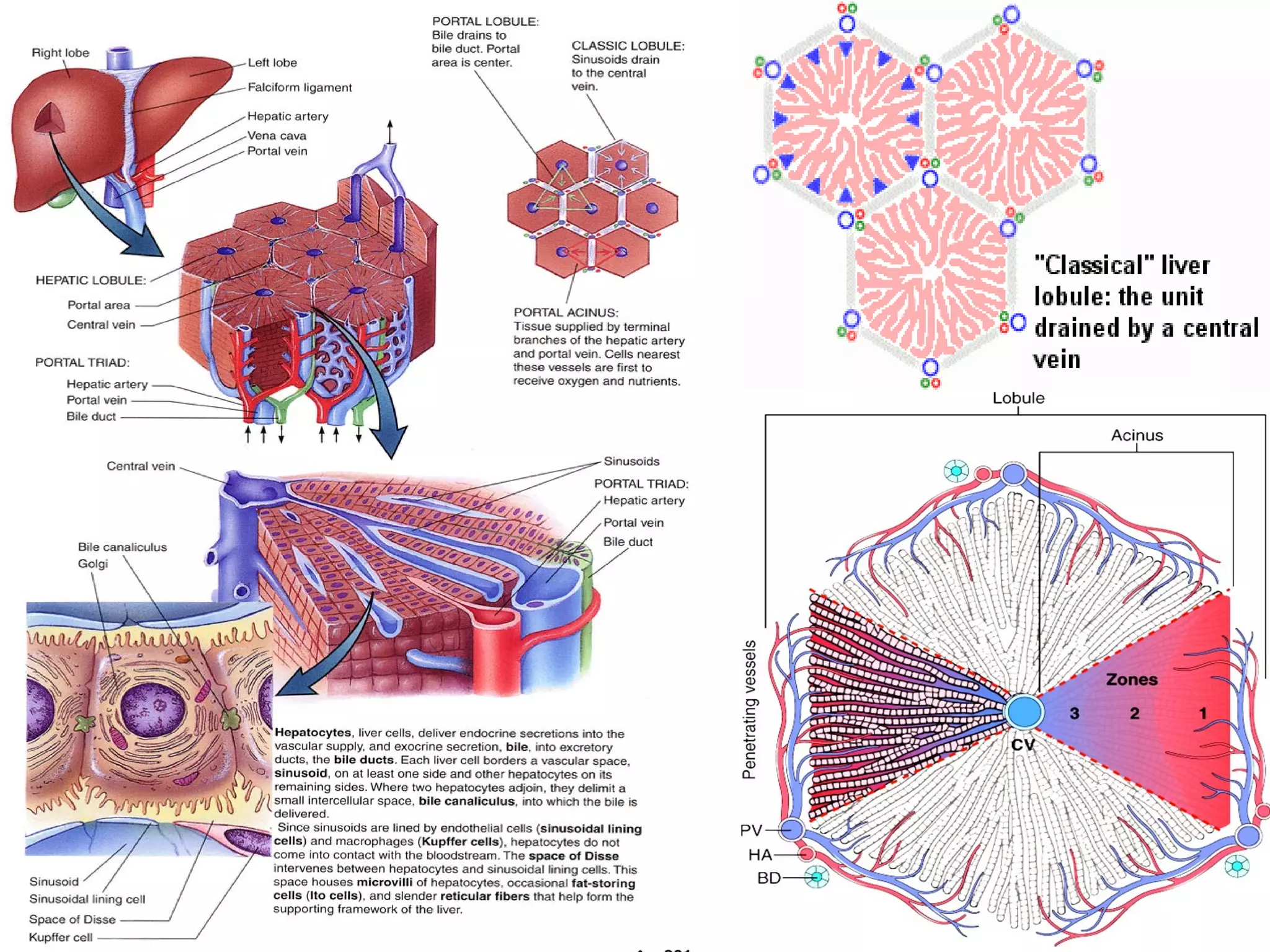 Pathophysiology of liver | PPT