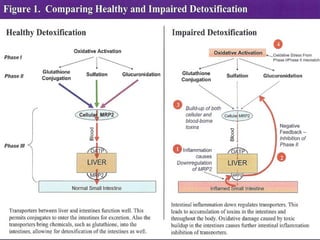 Pathophysiology of liver | PPT