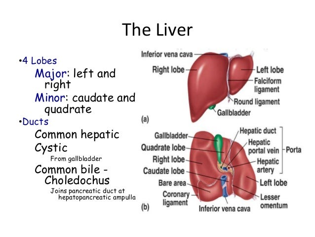 Liver