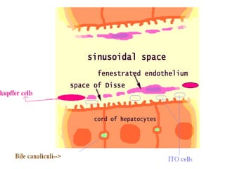 Space Of Disse