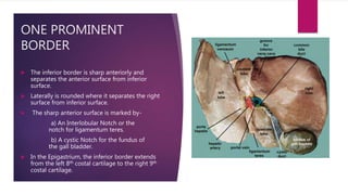 Anatomy Of Liver | PPT