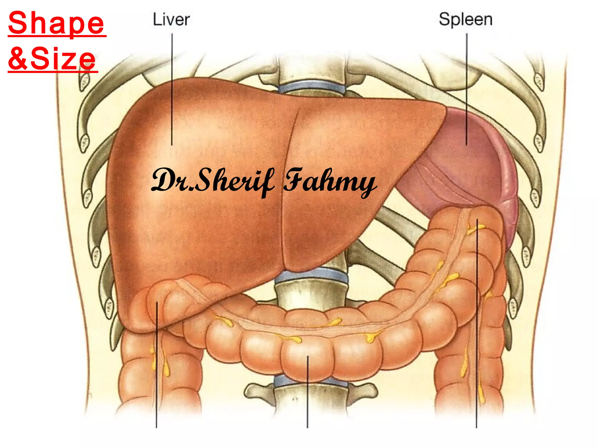 The Liver (Anatomy of the Abdomen) | PPT